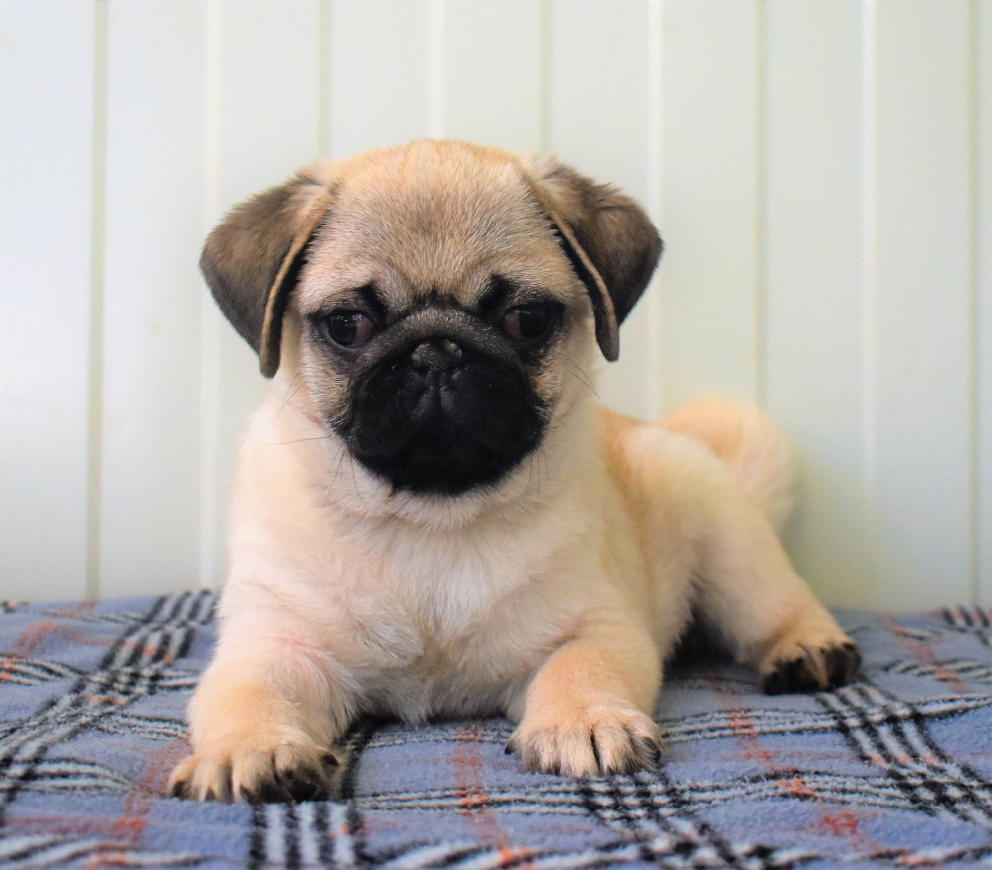 Carlin | Éleveur de chiens Houssin Kuurne |Chiots à vendre, plus de 20 ...