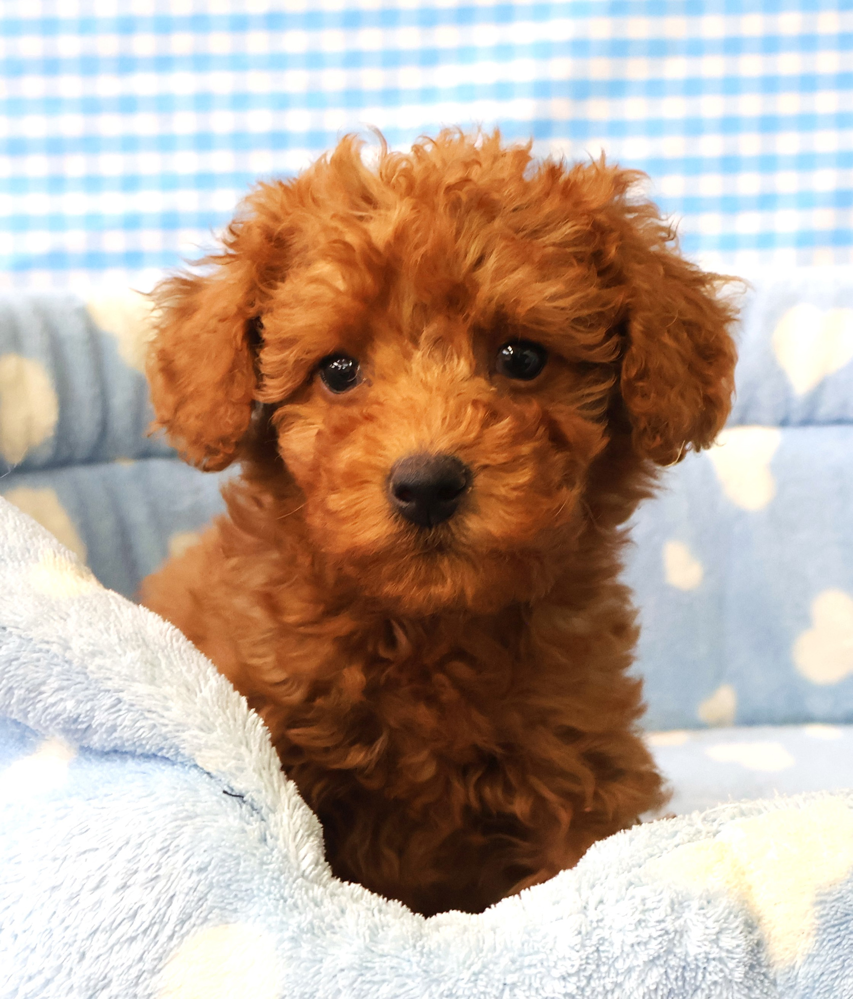 Offre Exceptionnelle | Éleveur de chiens Houssin Kuurne |Chiots à ...