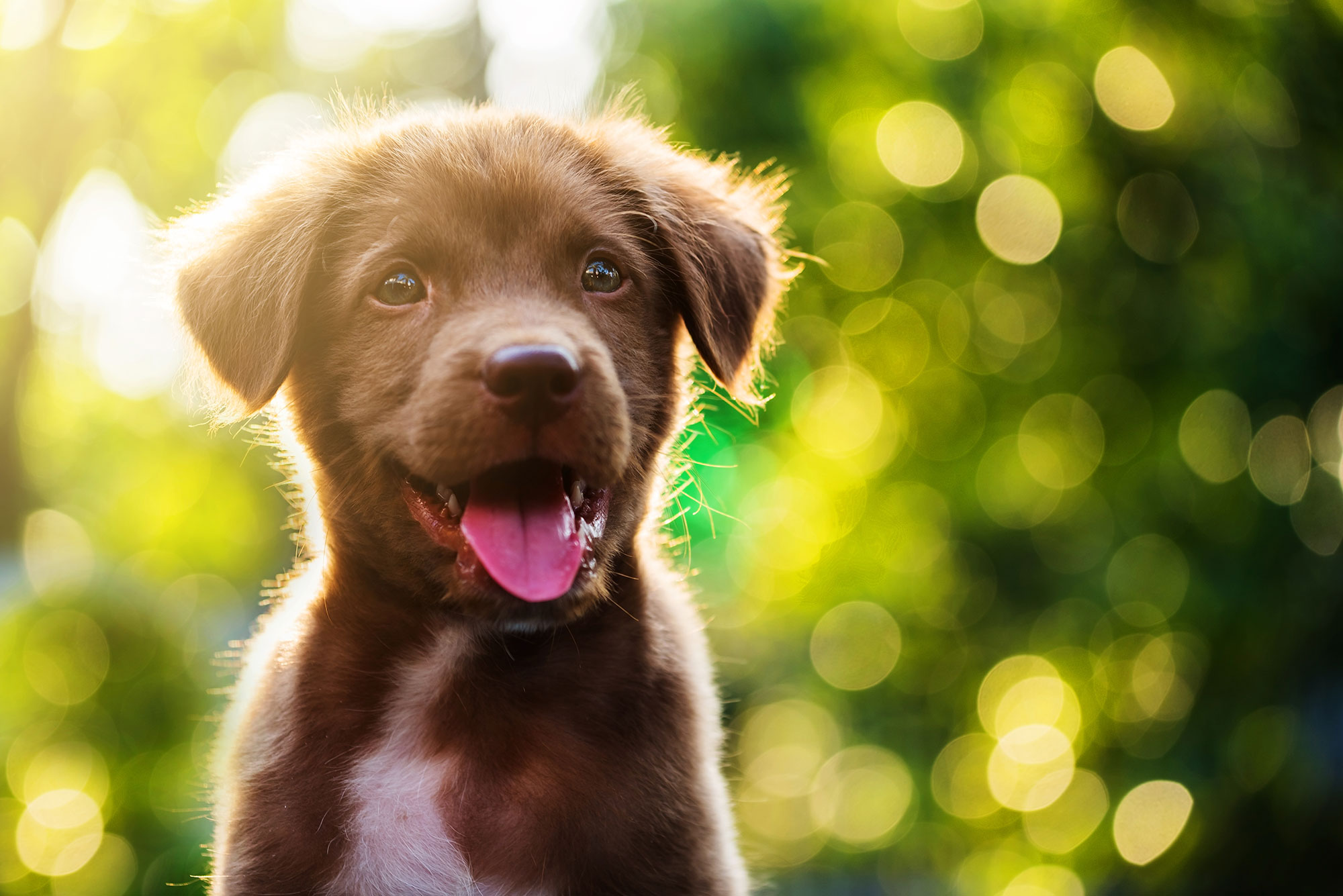Nos atouts | Éleveur de chiens Houssin Kuurne |Chiots à vendre, plus de ...