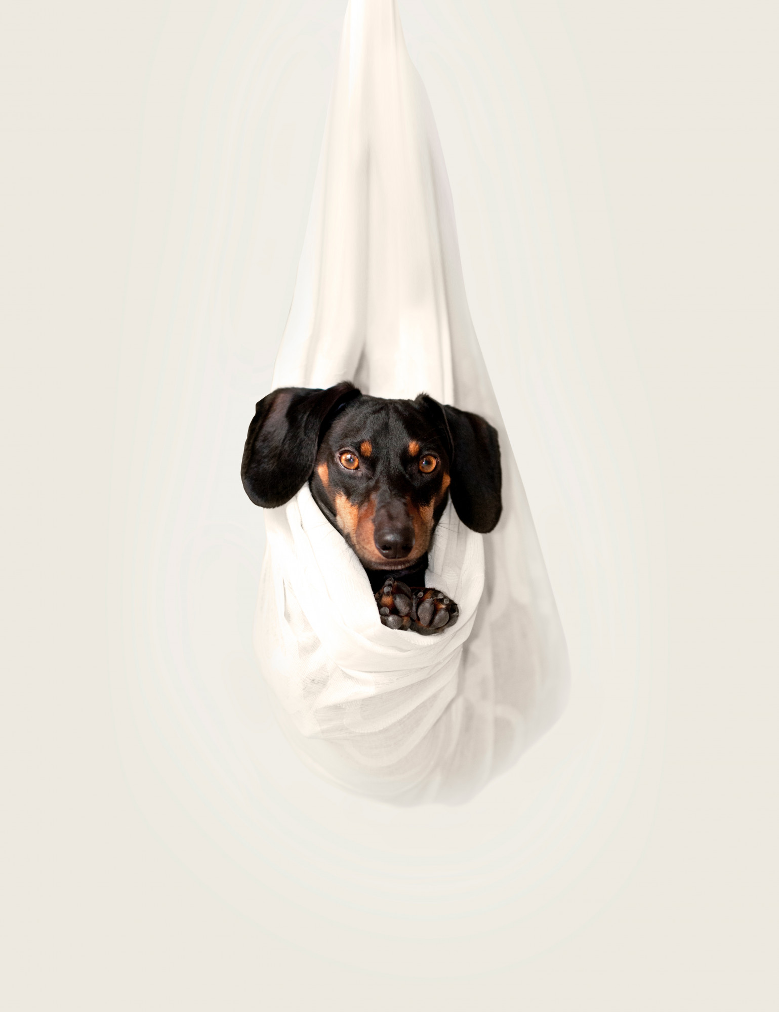 La Foire Aux Questions | Éleveur de chiens Houssin Kuurne |Chiots à ...