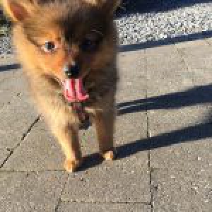 Boo, le Spitz Nain | Éleveur de chiens Houssin Kuurne |Chiots à vendre ...